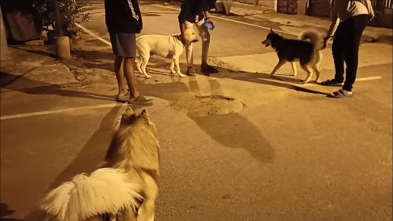 My Siberian Husky Meet His Friends | Hachiko Raj | - YouTube