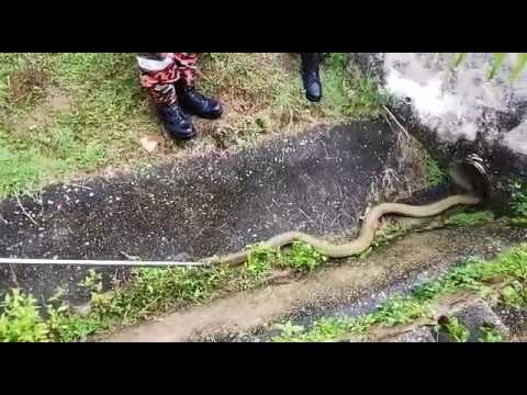 Ular tedung selar - YouTube