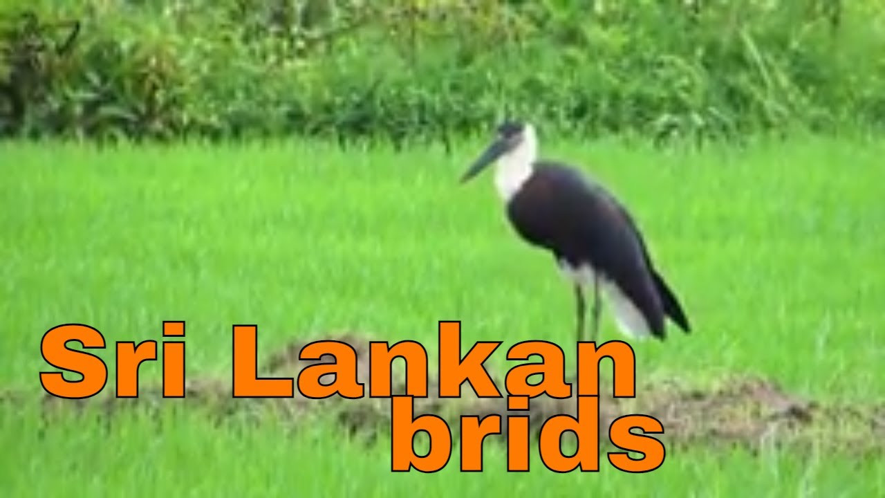 Birds kokku, kokku sri lanka, Sri lanka Discovery - YouTube