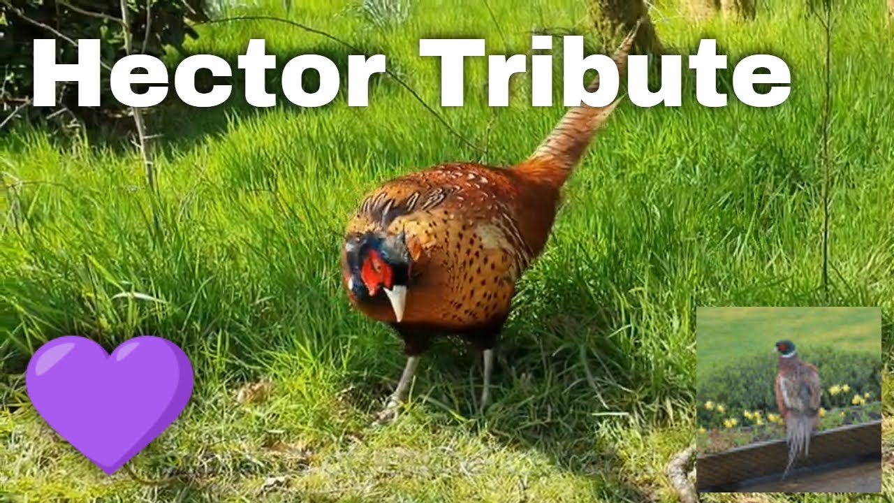 Hector Tribute | Beautiful Tame Male Pheasant - YouTube