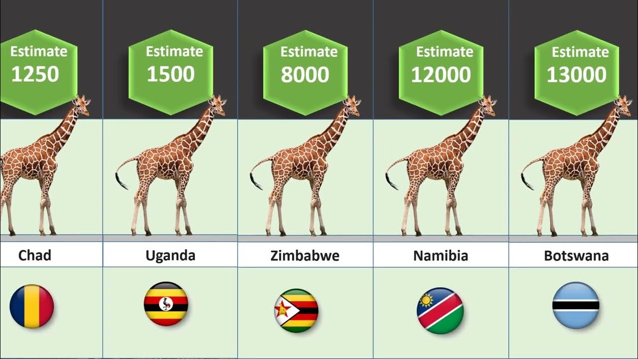 Giraffe by country, Living and extinct Giraffe population by country ...