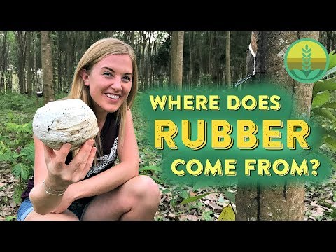 How is rubber made and where does it come from?! | Maddie Moate