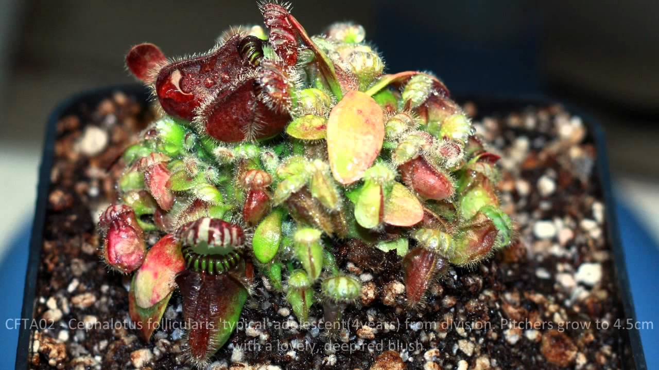 Carnivorous plants trade South Africa - YouTube