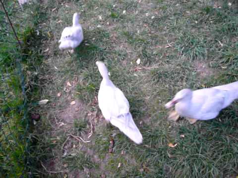 Ducks eating Snails - YouTube