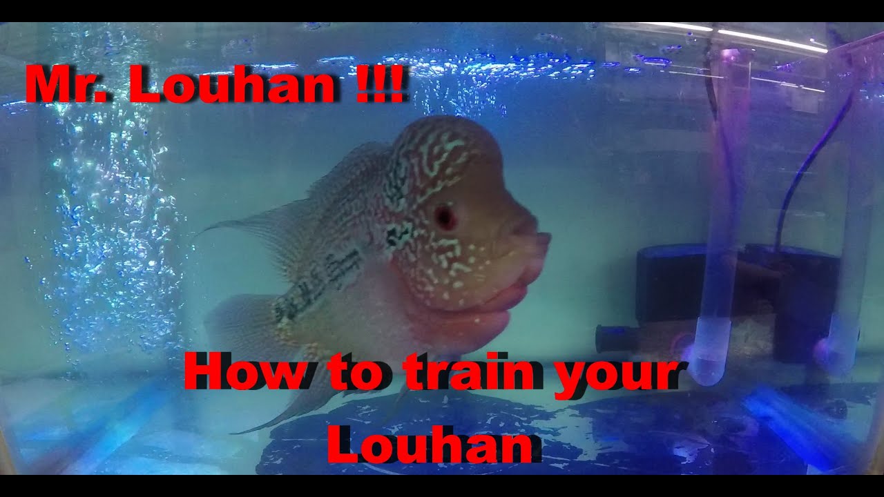 Ikan lohan marah | lohan jenong besar | lohan kamfa | flowerhorn fish ...