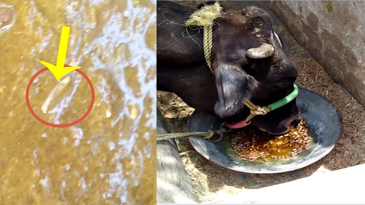 Loose Motion and Jerms in Cow Shit Animal - YouTube