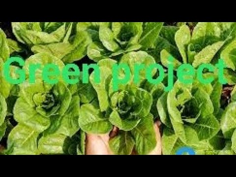 green project ep3 ปลูกผักทำอาหาร - YouTube
