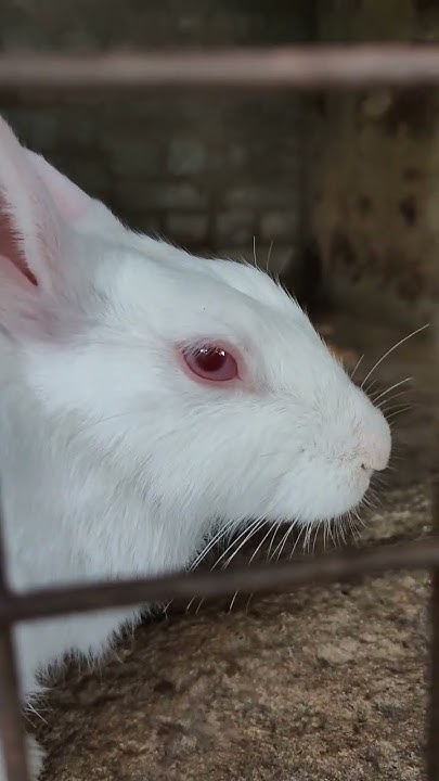 White Rabbit - YouTube