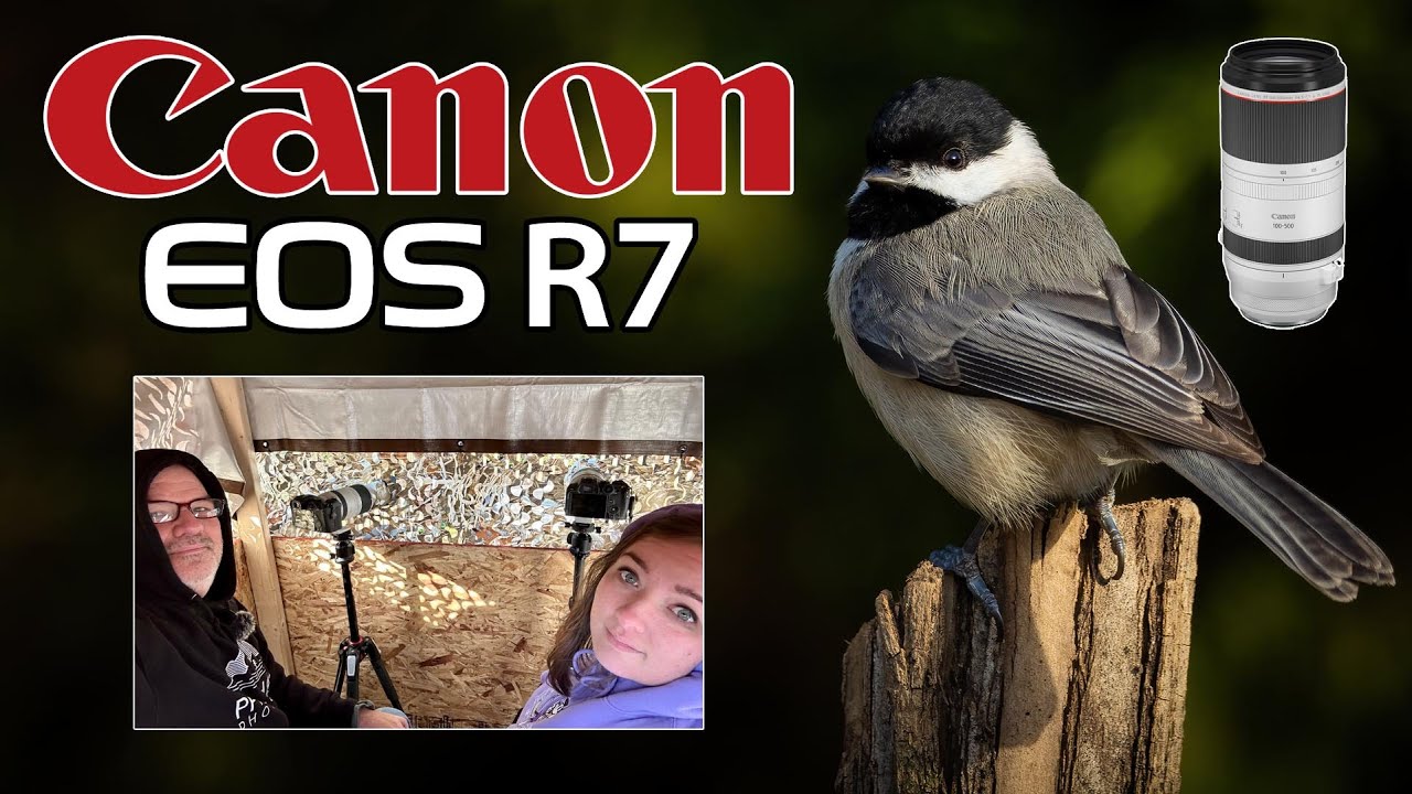 Canon R7 Backyard Birds from Our Blind / Hide with RF 100-500 Lens ...