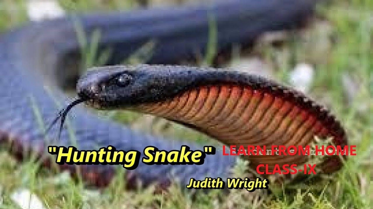 Hunting Snake# Class IX# Bengali interpretation - YouTube