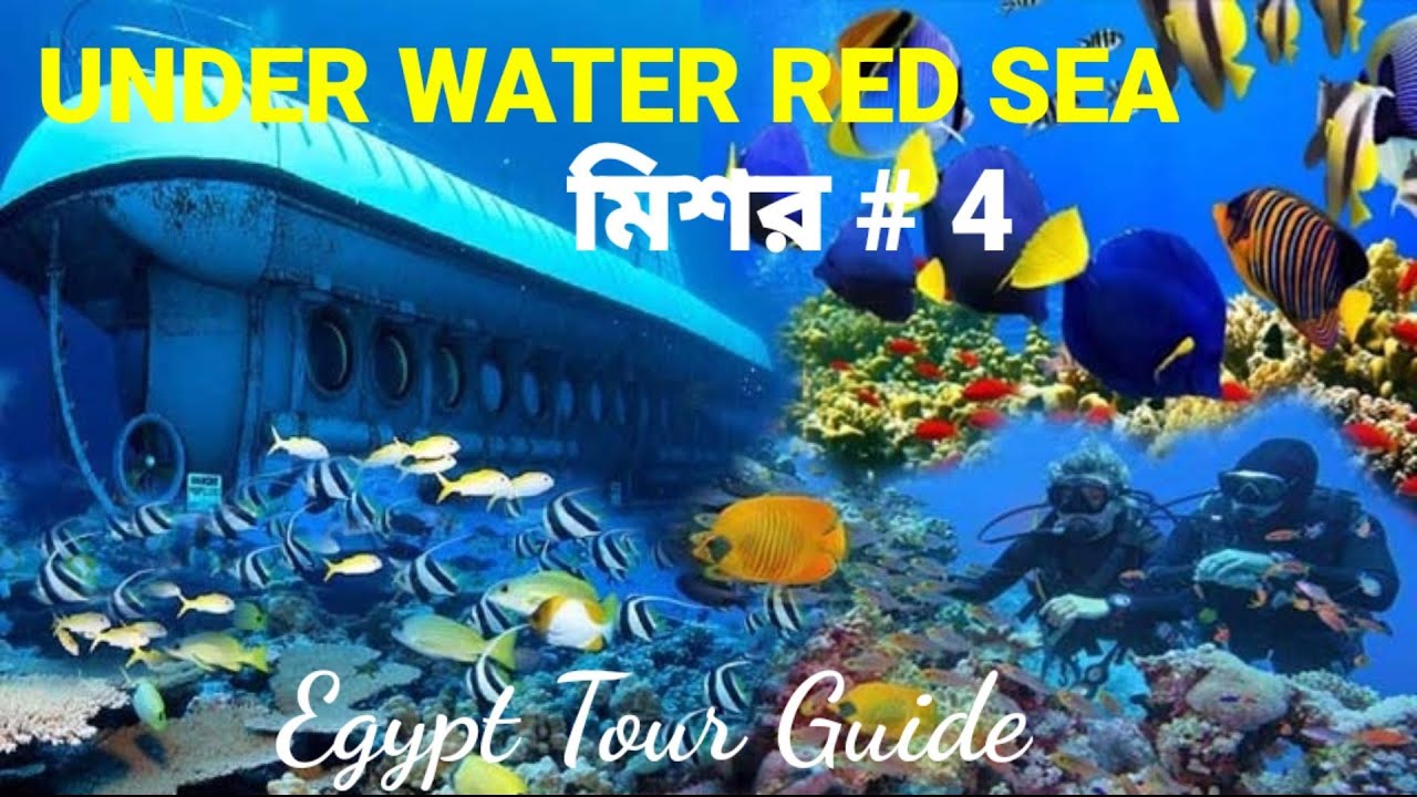 Under the Water Red Sea in Egypt ll Amazing World of The Red Sea ll ...