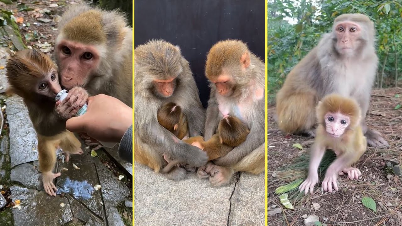 The Best of Monkey Videos - A Funny Eating Monkeys Compilation Ep130 ...