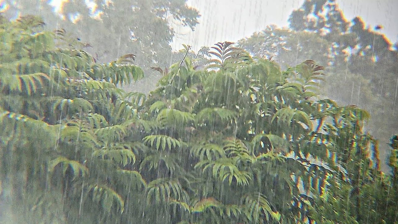Soft Rain and Breeze at Night | ASMR Rain Sounds - YouTube