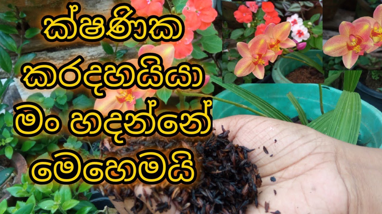 මල් වගාවට ක්ෂණිකව කරදහයියා මං හදා ගන්නෙ මෙහෙමයි | Mal wagawata ...