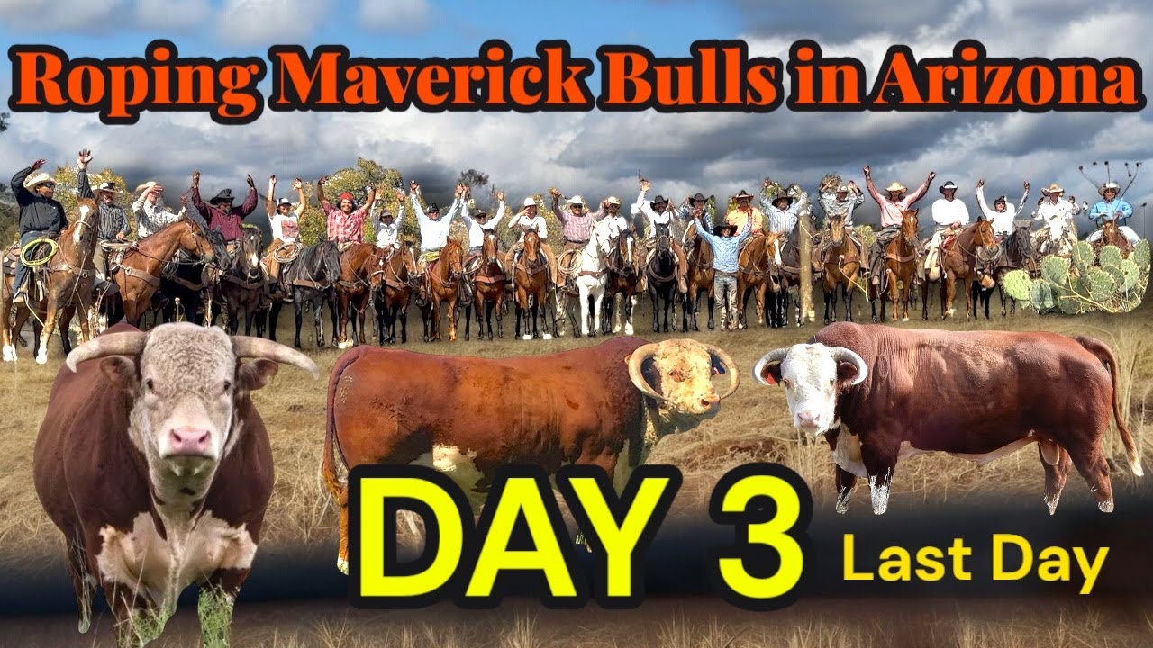 Roping Maverick Cattle in Arizona Day 3 - YouTube
