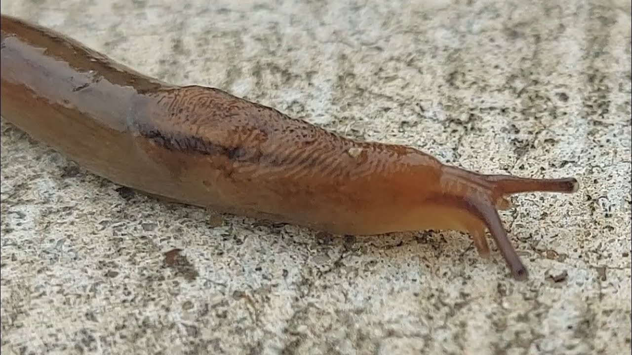 A Slug is A Snail with No Shell - YouTube