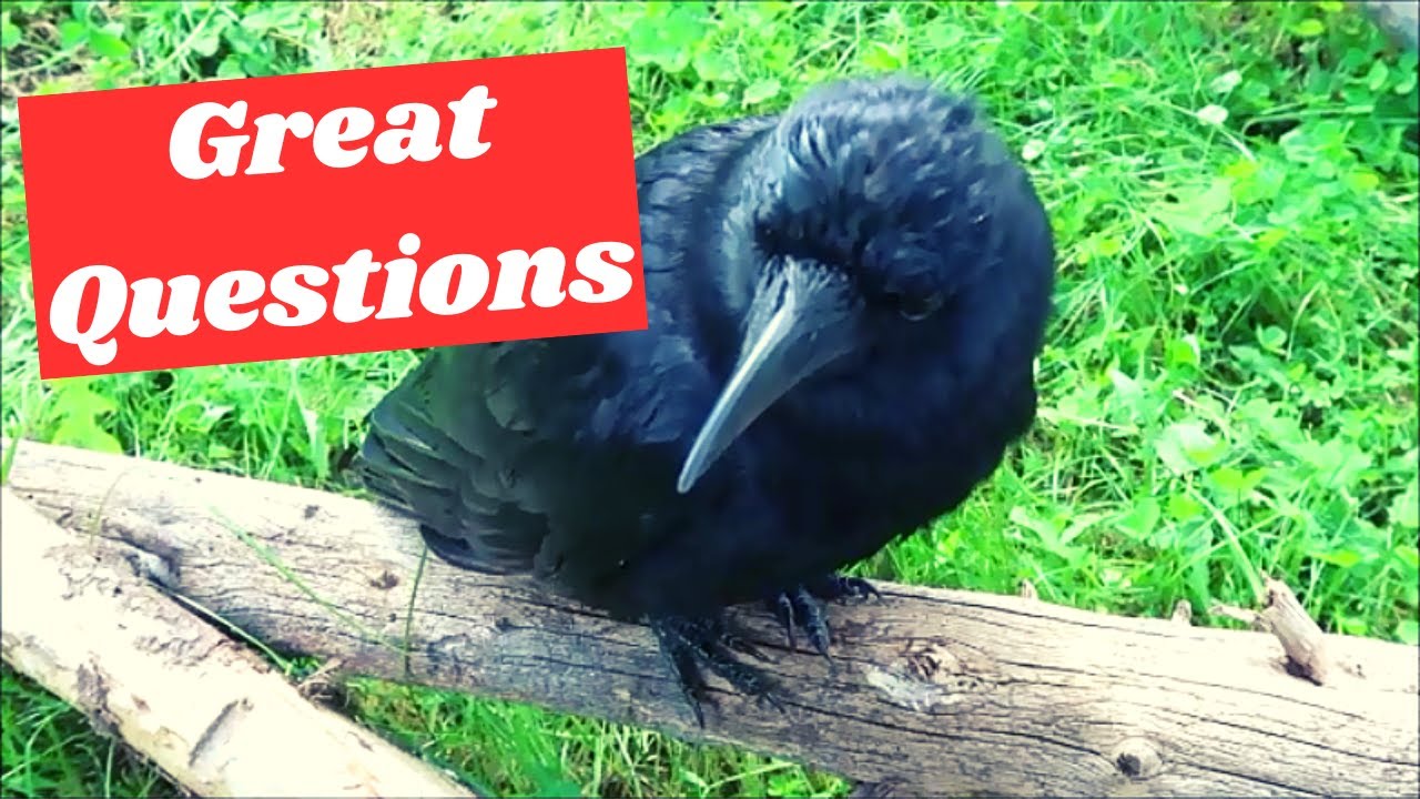 Great Questions For Birds - YouTube