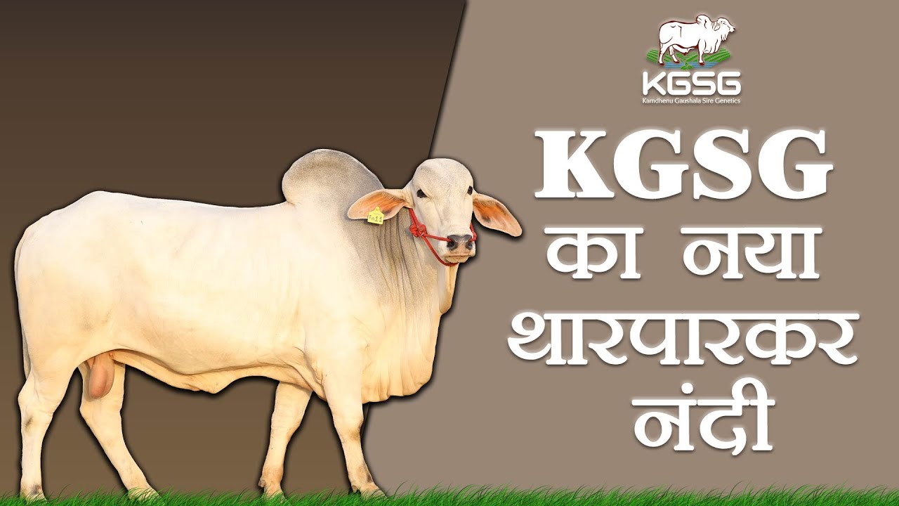 KGSG का नया थारपारकर नंदी | Kamdhenu Gaushala Sire Genetics ...