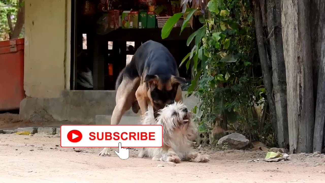 Awesome Rural Dogs !! Dog Meeting for the Summer Season in Village #121 ...