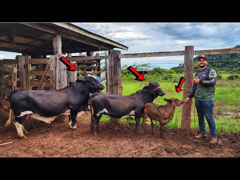 MINHA CRIAÇÃO DE GADO ANÃO, MINI BOI, MINI VACA E MINI BEZERRO - YouTube