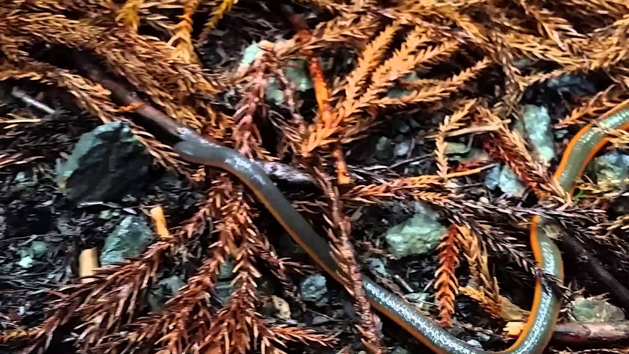 Japanese Mountain Leech Searches For Prey - YouTube