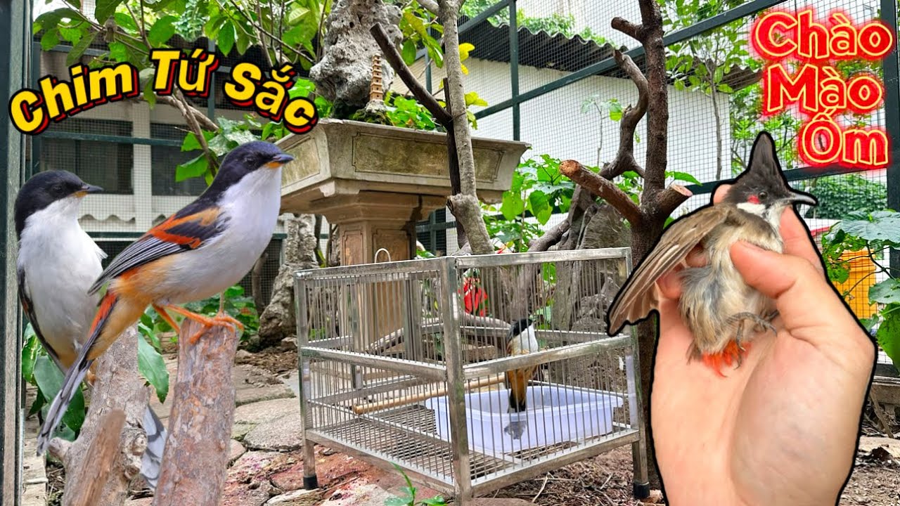 Nuôi chim MI LƯNG NÂU (TỨ SẮC) & Nhận nuôi chim CHÀO MÀO bị SÂU LÔNG ...