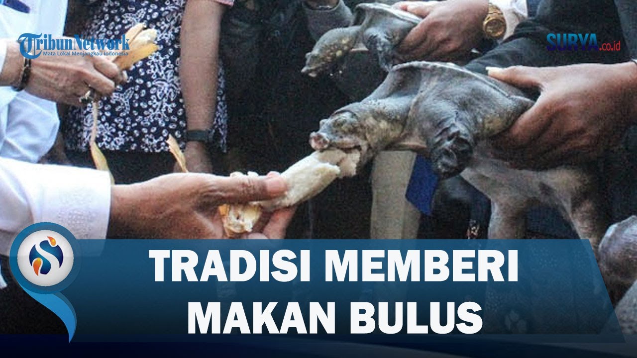 Tradisi Bulusan Di Kudus, Kasih Makan Bulus Pada Tanggal 7 Syawal - YouTube