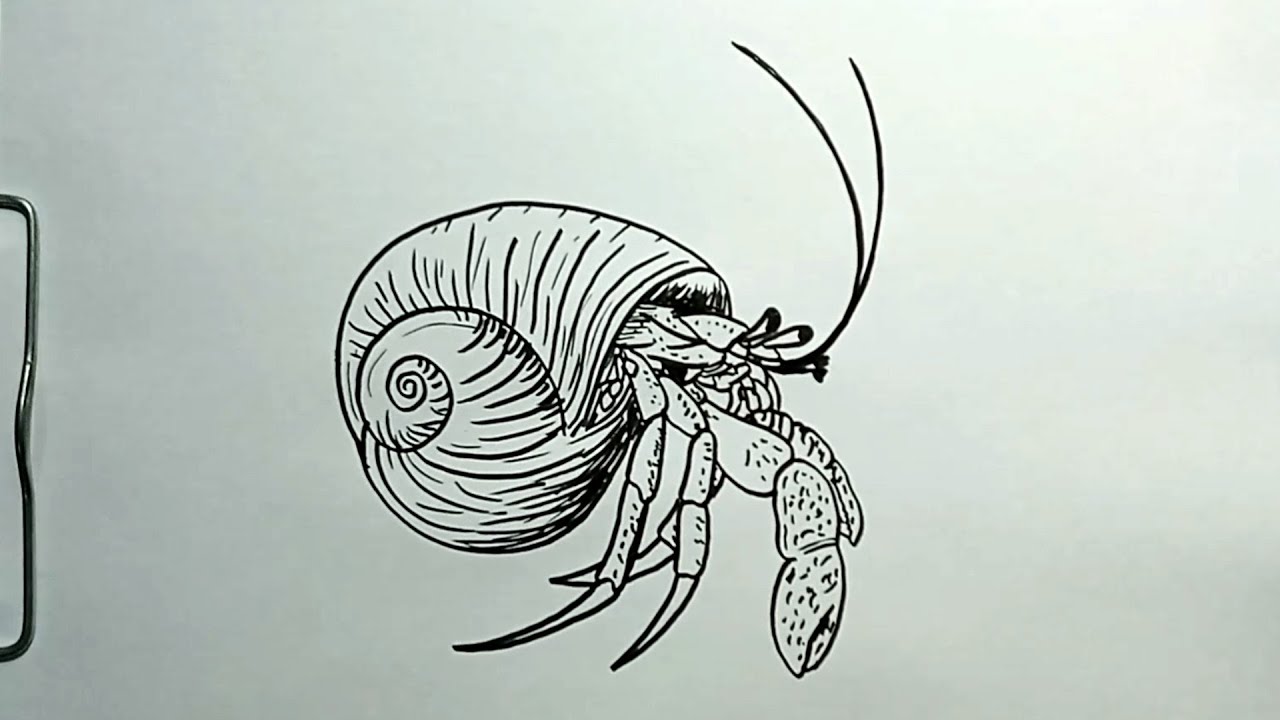 How to Draw CONCH Step by Step - YouTube