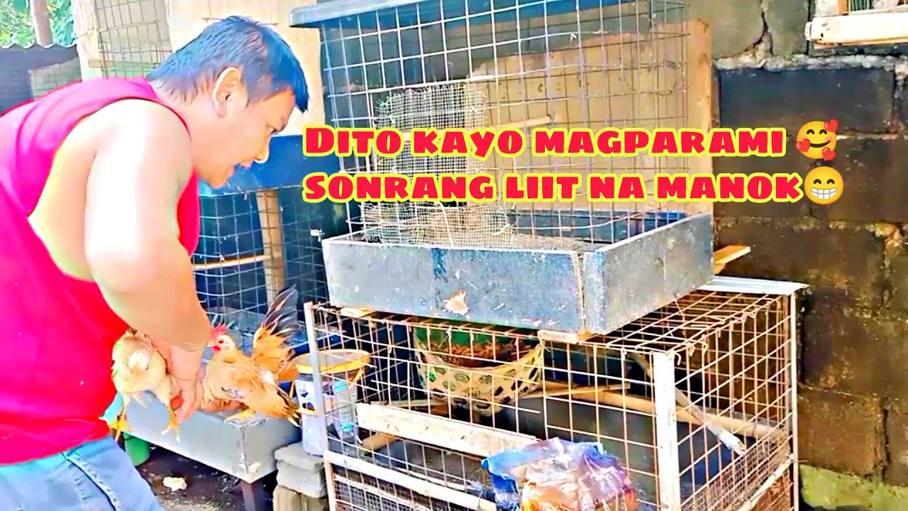 SET UP CAGE PARA SA PINAKA MALIIT KONG MANOK | SERAMA BANTAM CHICKEN 😊 ...