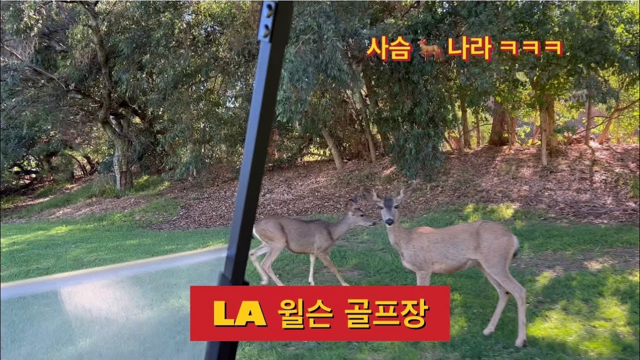 LA 100년된 골프코스,윌슨&하딩 골프코스 구경가기.그리피스뷰Visit LA's 100-year-old Golf Course ...