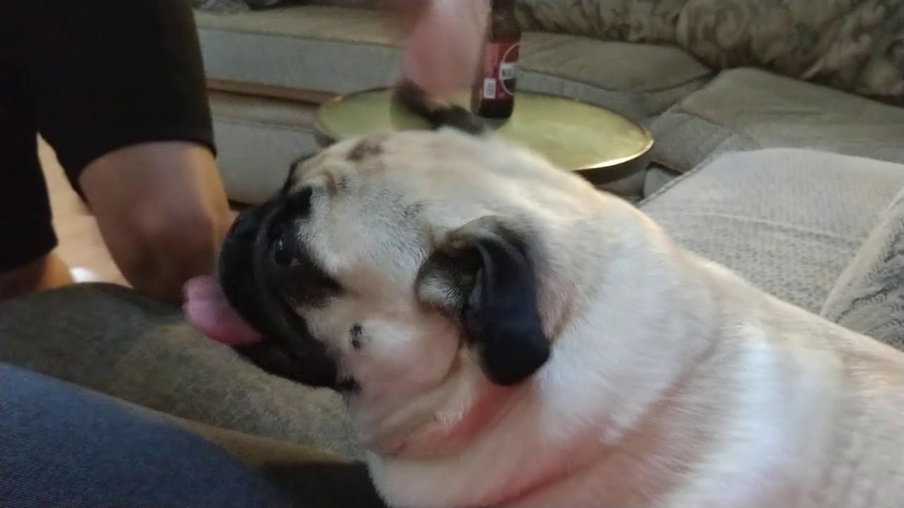 Pug is triggered - YouTube