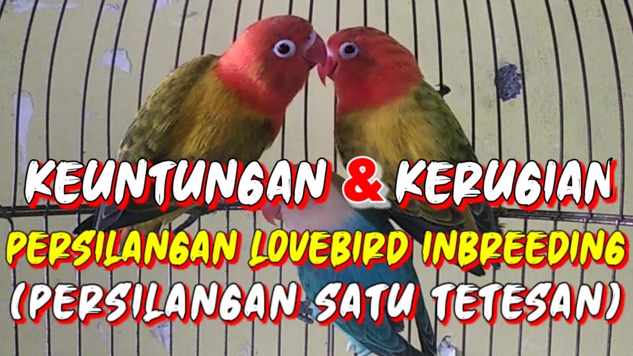 Keuntungan dan kerugian ternak Lovebird model inbreeding (persilangan ...