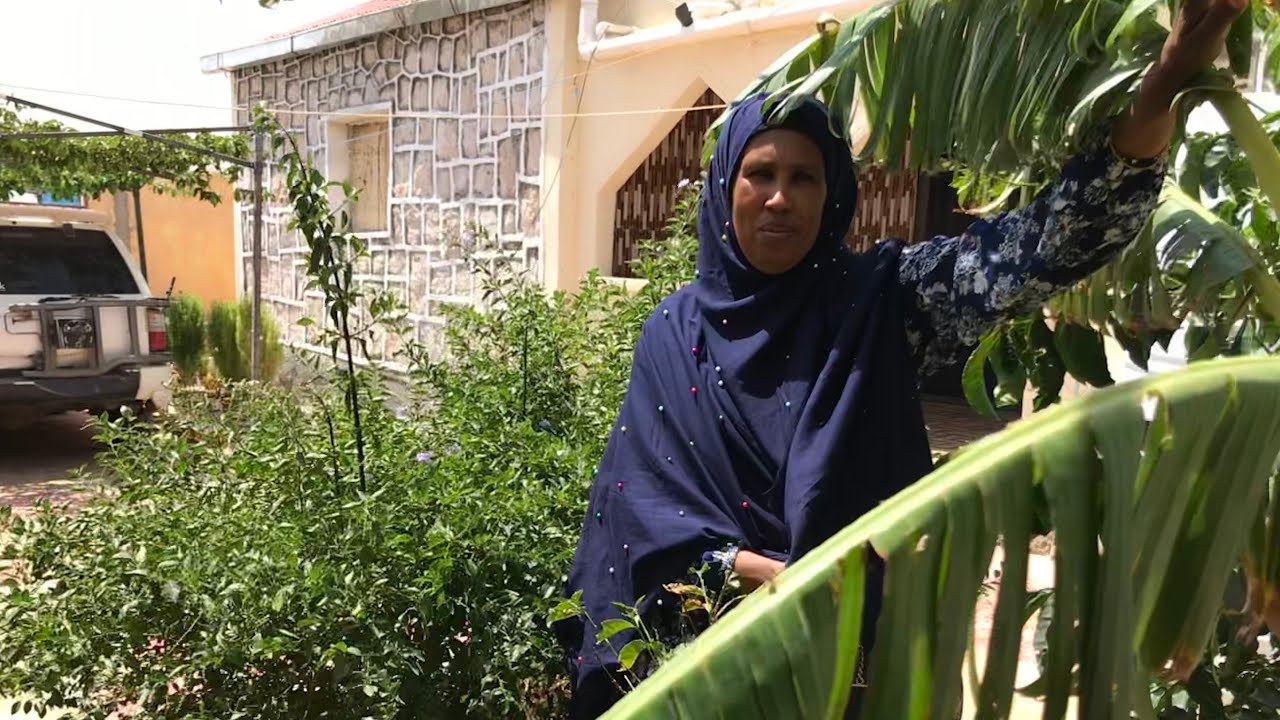 10 Easy fruits in Somaliland Hargeisa 2020 - a tour of moms garden and ...