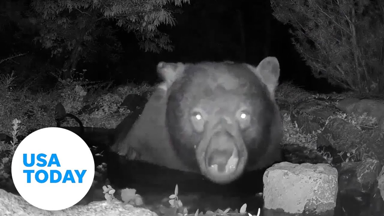 Self-care bear takes a relaxing late-night soak in a Nevada pond | USA ...