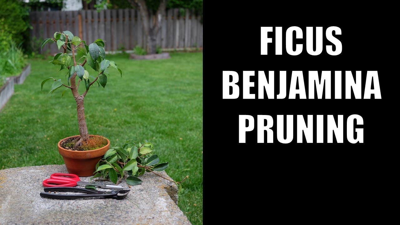 Ficus Benjamina Pruning - YouTube