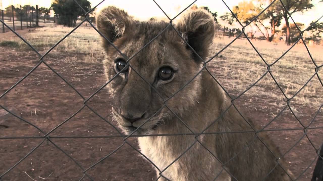 Blood Lions Teaser - Cub Petting - YouTube