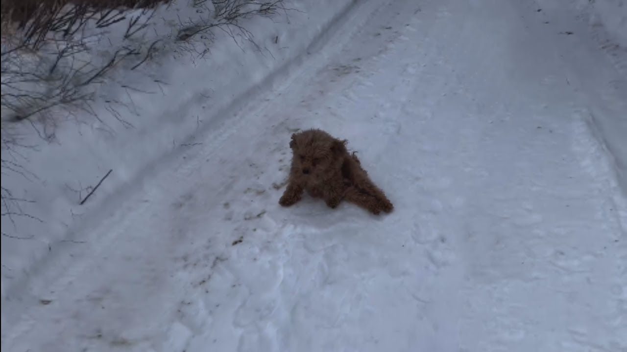 Just Given Birth Then abandoned Outside In Cold Snow, She Crawled In ...