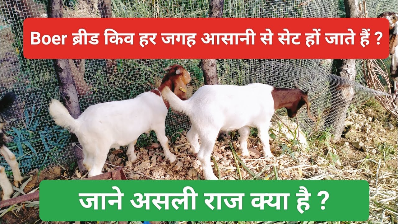 New boer goat form open Up के जौनपुर जिले में #vivek goat form jaunpur ...