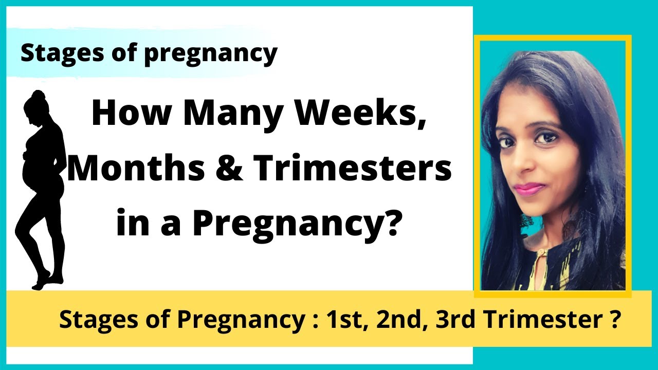 Pregnancy Trimesters, Weeks to Months | Stages of Pregnancy by Weeks to ...