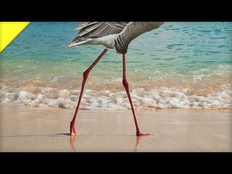 Giant Bird and Flamingo-Duck wandered the Arctic | Prehistoric News ...