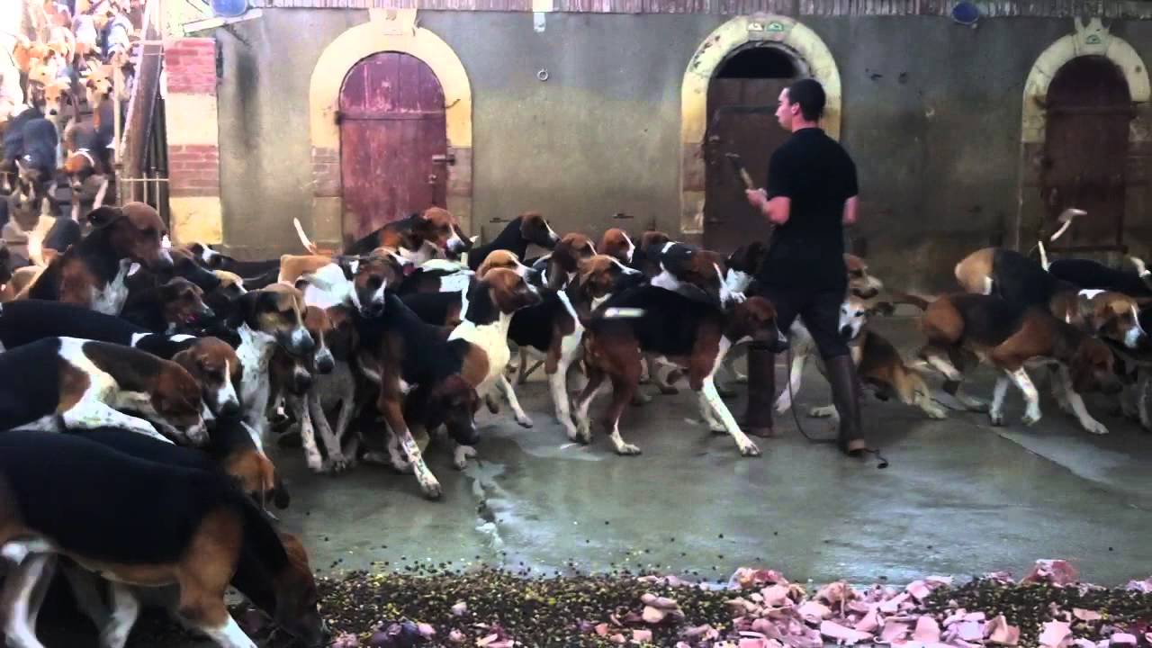Watched the feeding of the hunting dogs at Chateau Cheverny in the ...