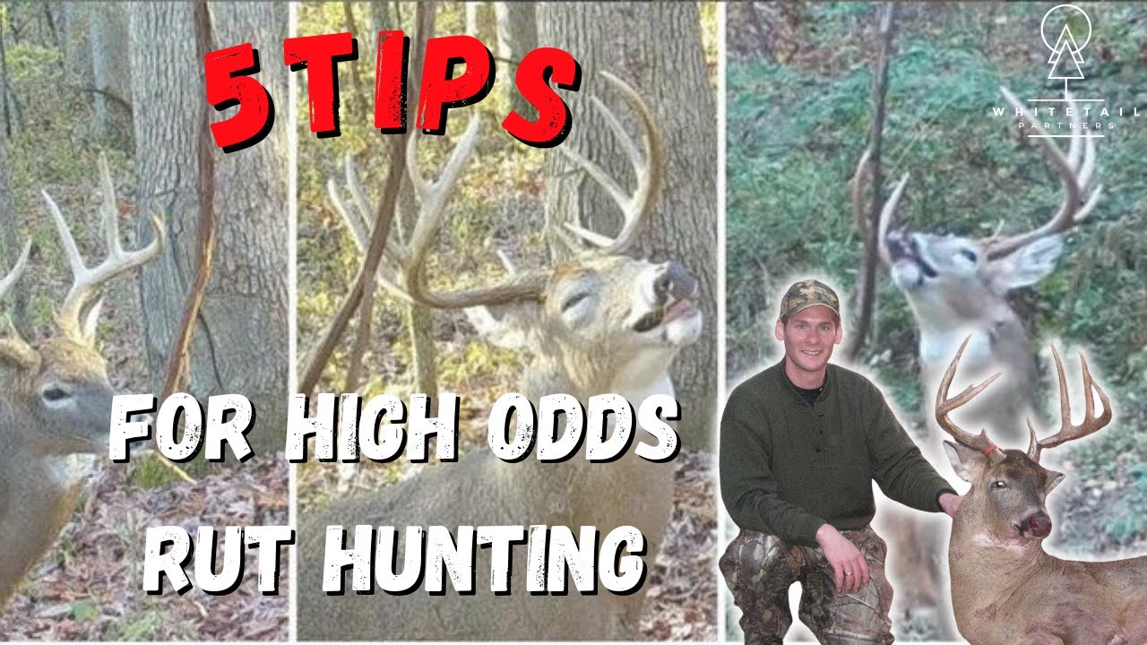 5 Quick Tips for High Odds Whitetail Rut Hunting - YouTube