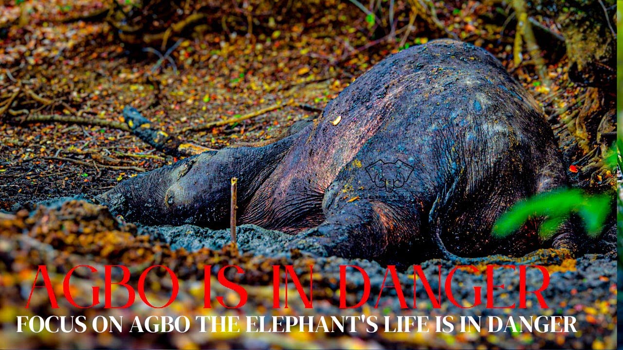 Agbo Elephant life is in danger අග්බෝ ඇතාගේ ජීවිතය අනතුරේ අවධානය ...