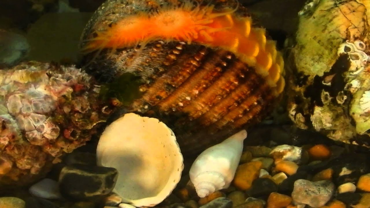spiny cockle in cold water marine aquarium - YouTube