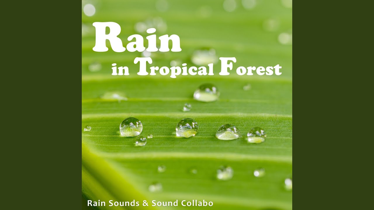 Rain in Tropical Forest - YouTube