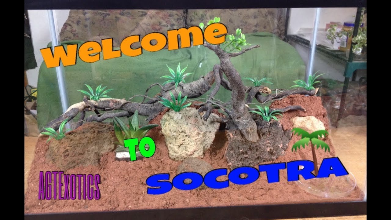 Naturalistic M. Balfouri Enclosure - Island Of Socotra - YouTube