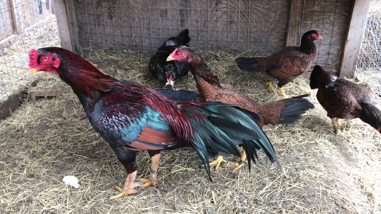 Cobra Asil brood pen - YouTube