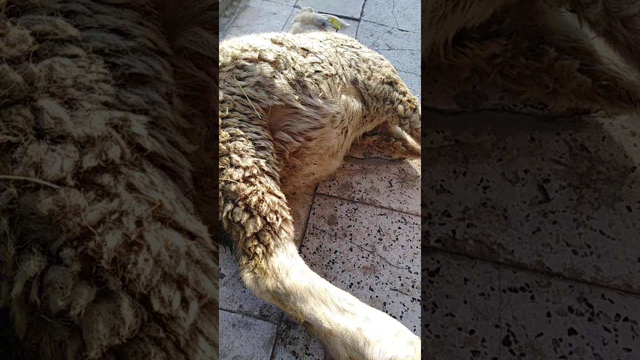 Kuzu da Tetanoz (Tetanus in sheep or lamb) - YouTube