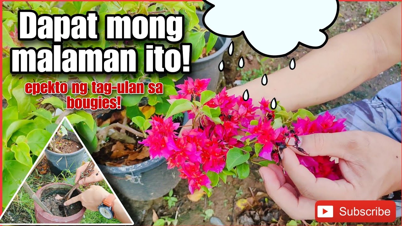 Masamang epekto ng tag-ulan sa bougainvillea | Ano-ano ang mga remedies ...