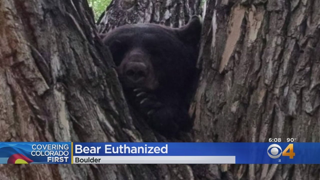 Aggressive Bear In Boulder Put Down By Colorado Parks & Wildlife - YouTube